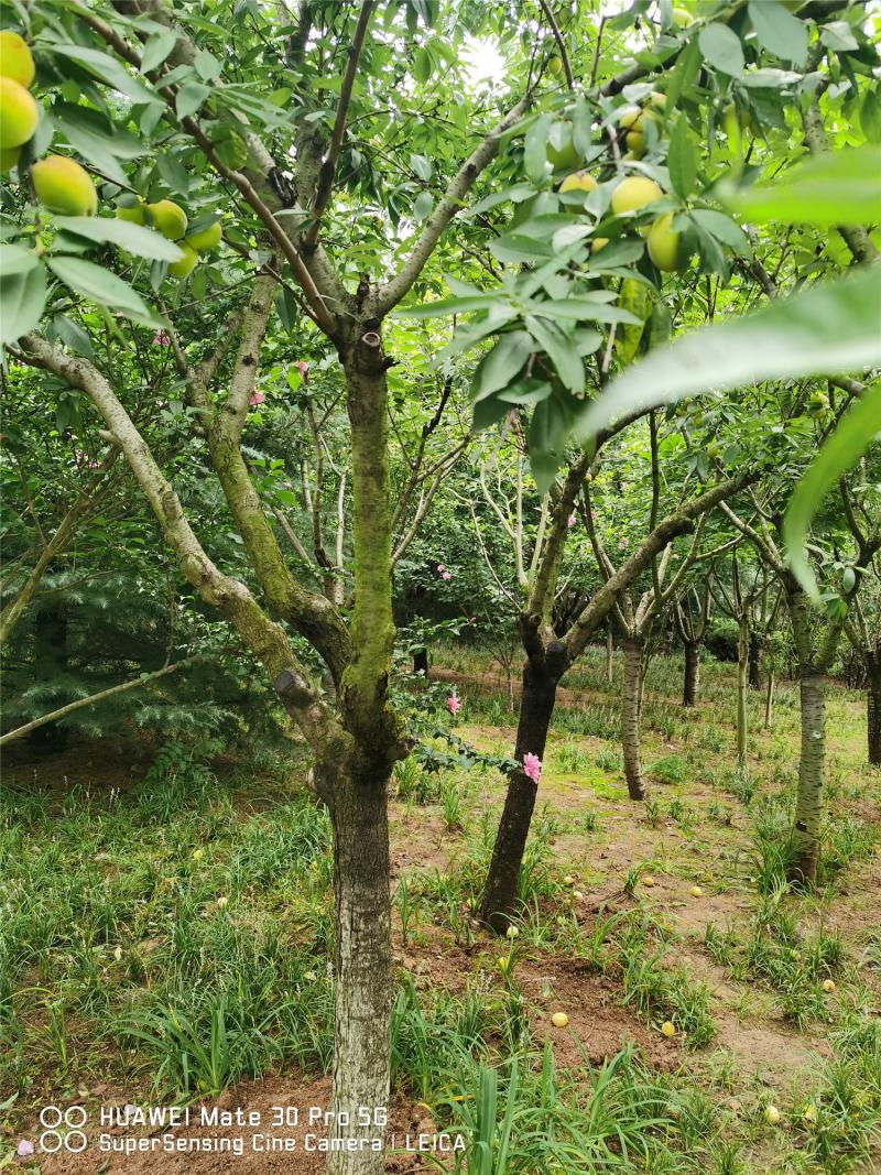 How to prune the catalpa tree - The Plant Aide