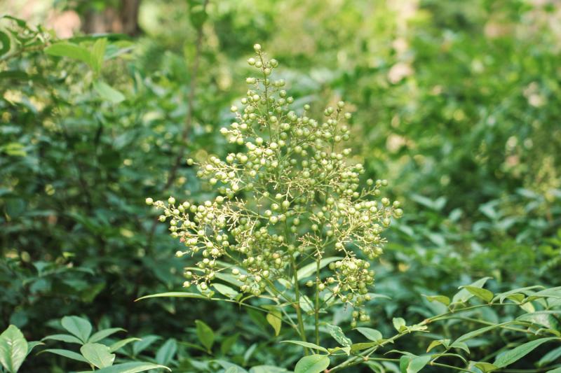 What are the native plants in Shanghai - The Plant Aide