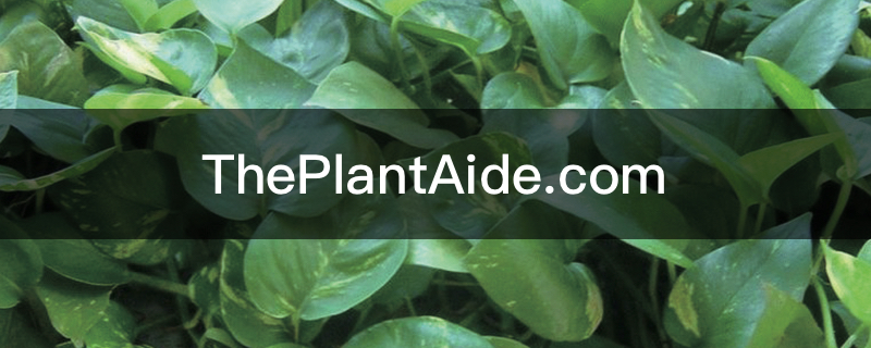 How to Make Meat Paving Stone - The Plant Aide