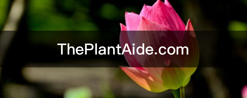 What is Rose Language? - The Plant Aide