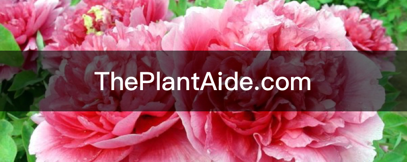There are several species of Nanmu trees. - The Plant Aide